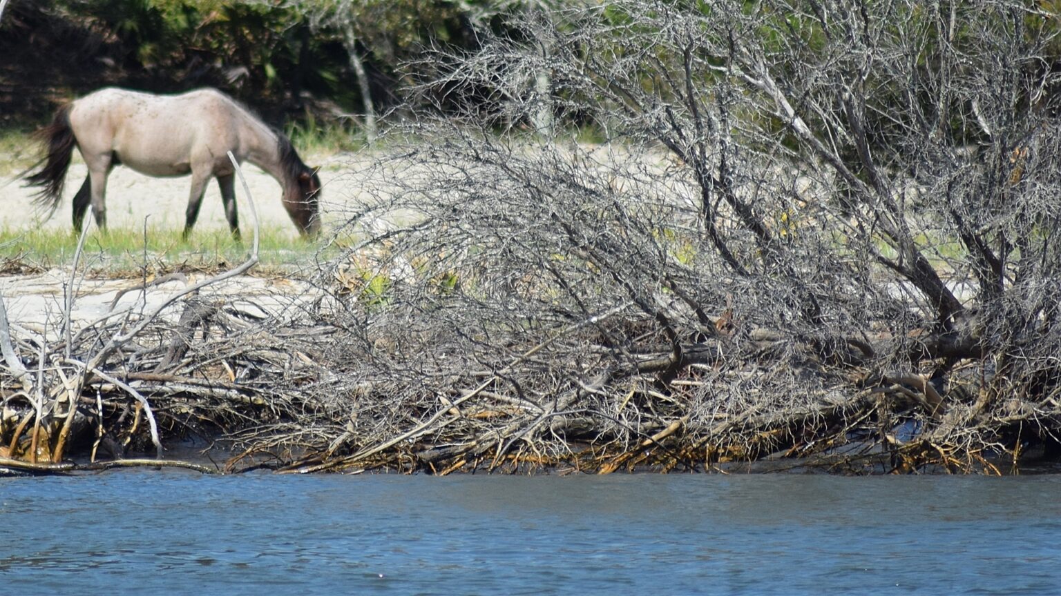 Amelia River Cruises & Charters - Amelia Island
