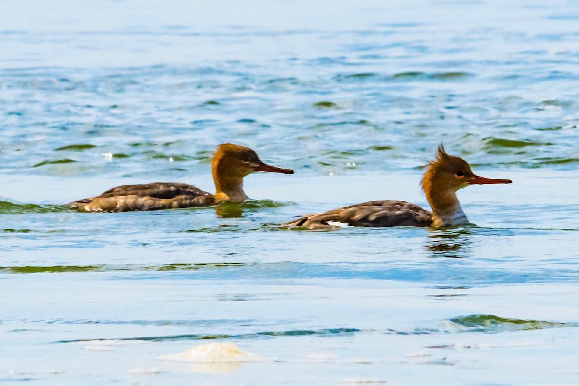 Winter Wildlife Watching - Amelia Island