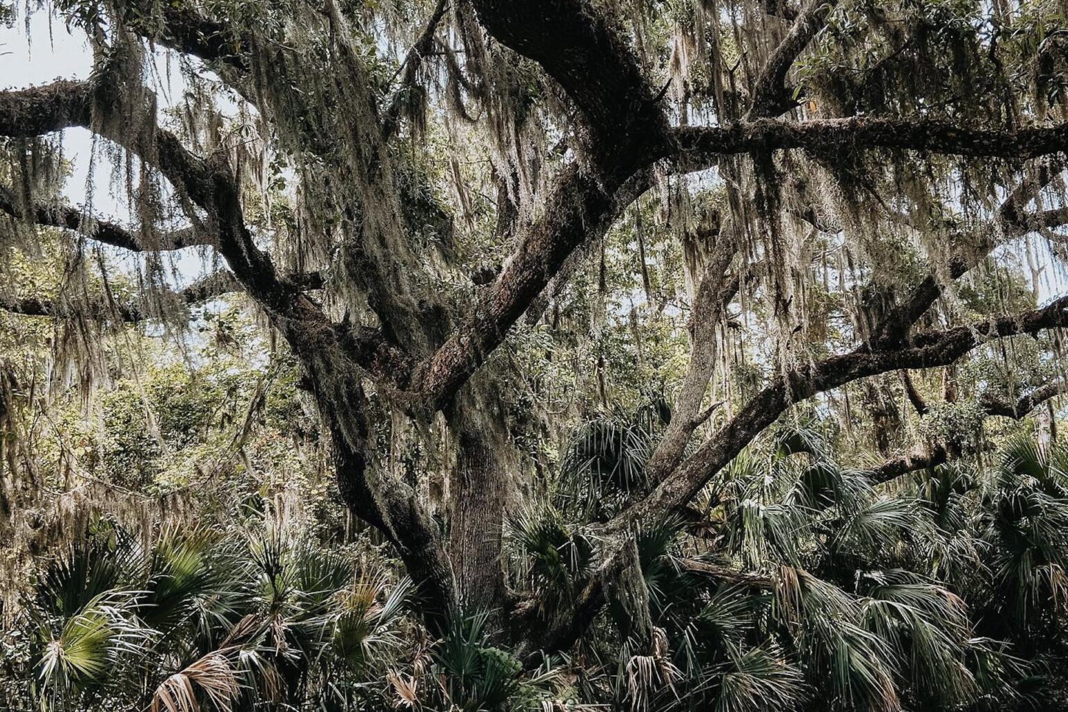 Ghosts, Graves, and Grits: A Southern Gothic Amelia Island - Amelia Island