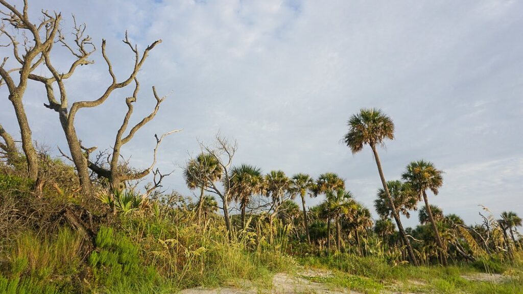 Amelia Island State Park and George Crady Bridge - Amelia Island