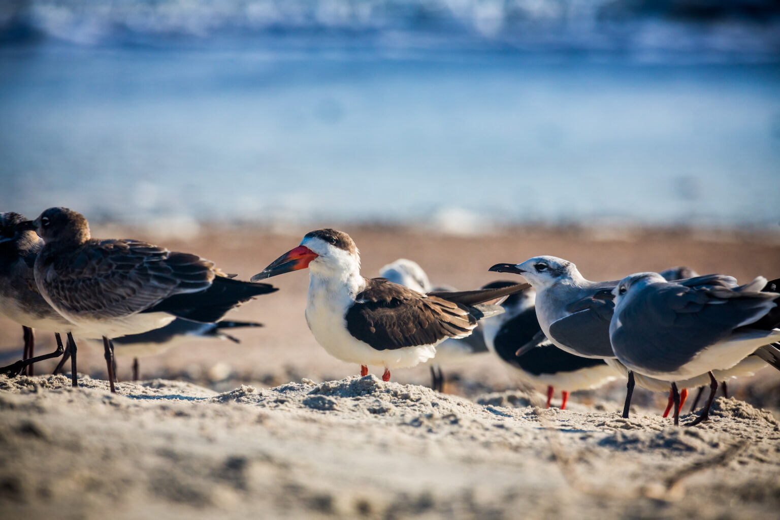 Main Beach Park – Amelia Island