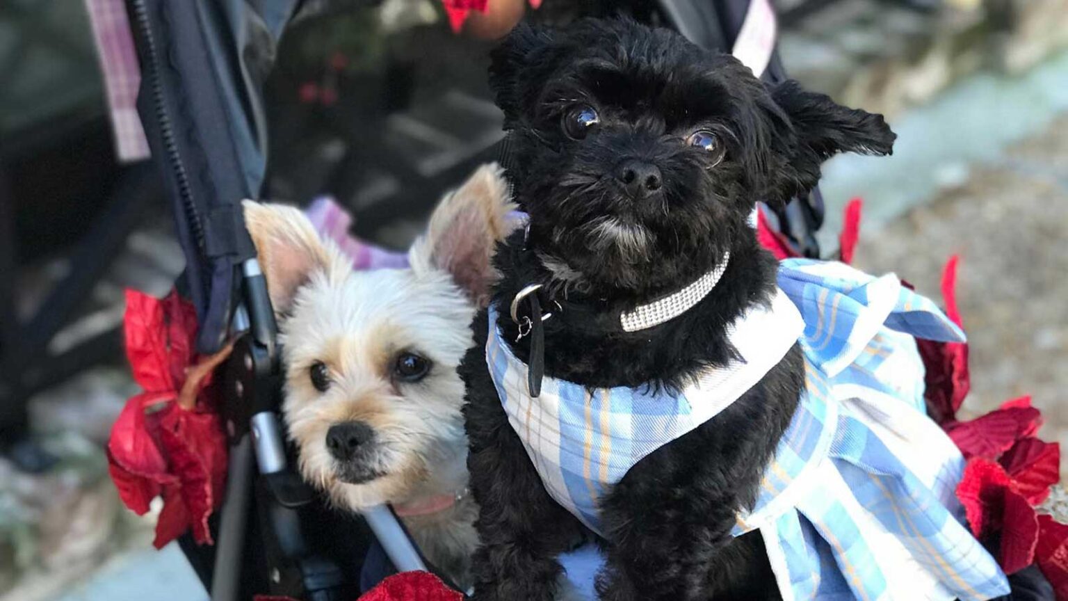 Parade of Paws - Amelia Island