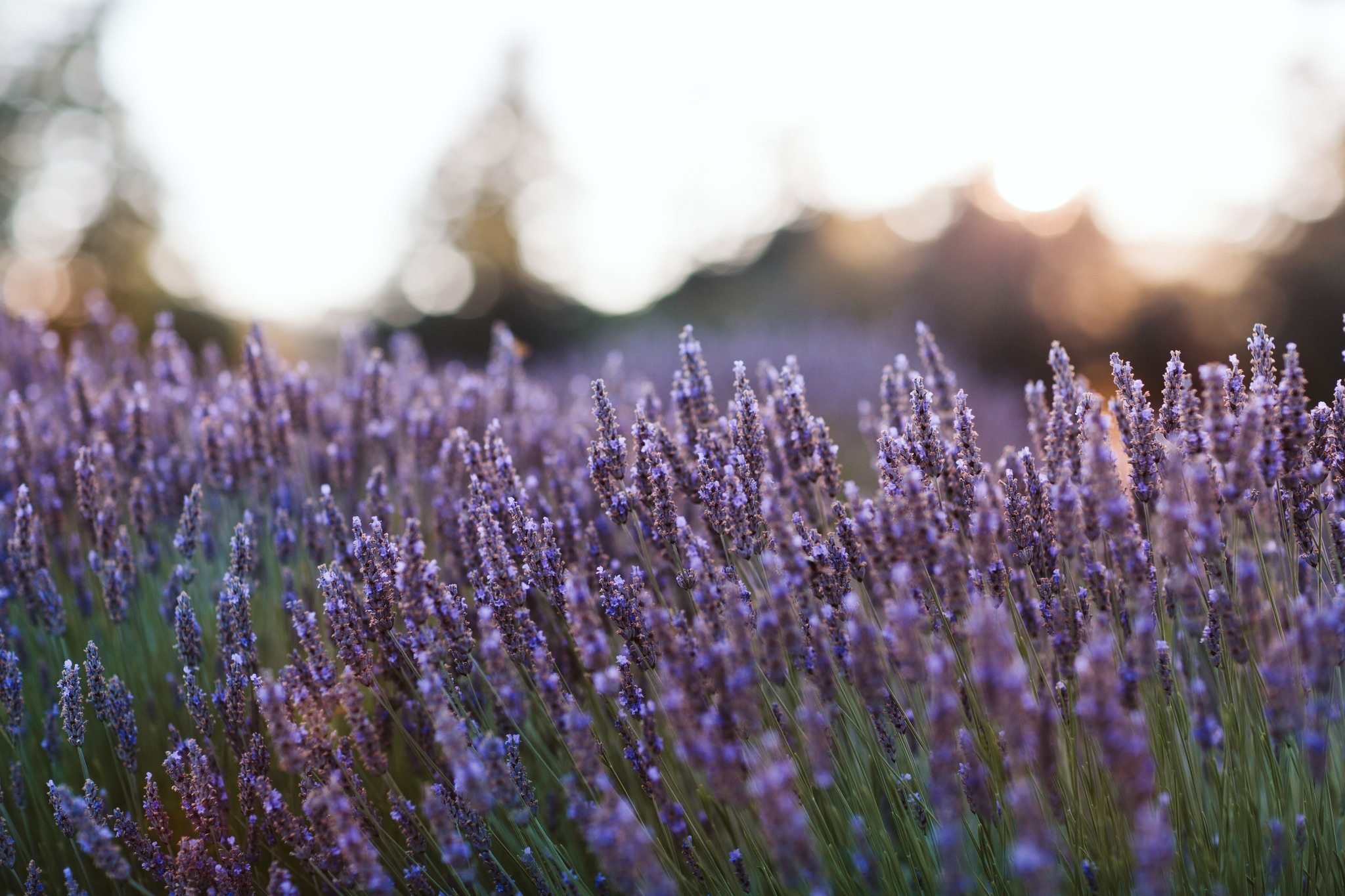 The Lavender Store - Amelia Island
