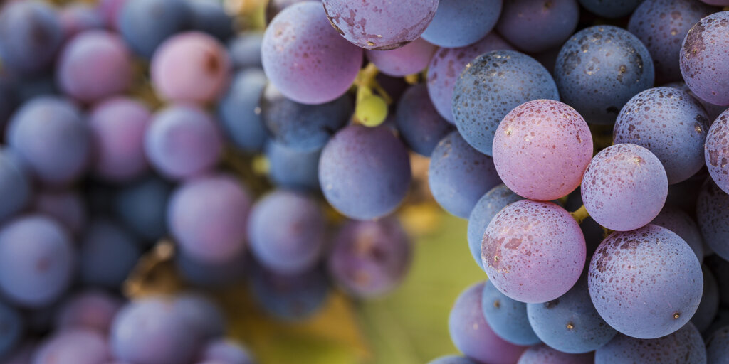 The Sprouting Project Dinner | October Theme: Grape - Amelia Island