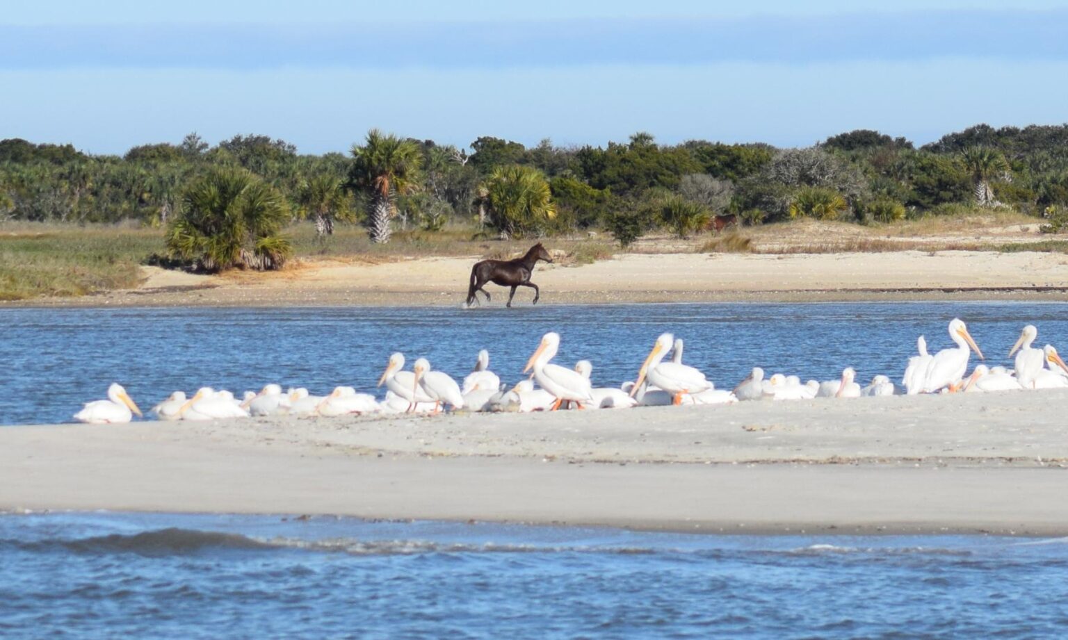 Amelia River Cruises & Charters - Amelia Island