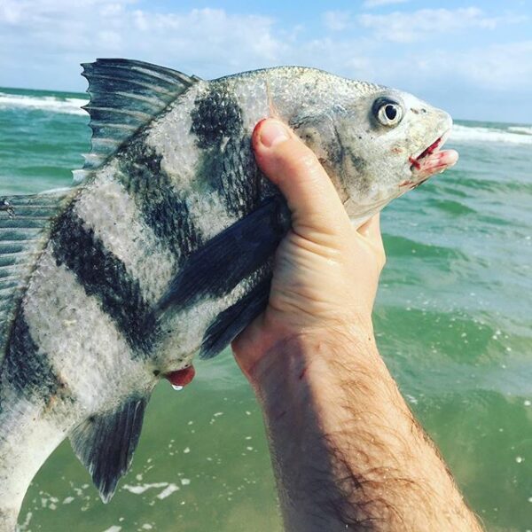 Winter Wildlife Watching - Amelia Island